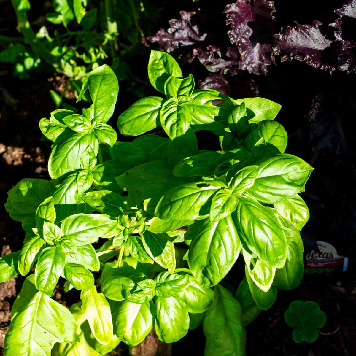 A Beginner’s Guide to Growing Herbs and Vegan Herb Butter Recipe - Very ...